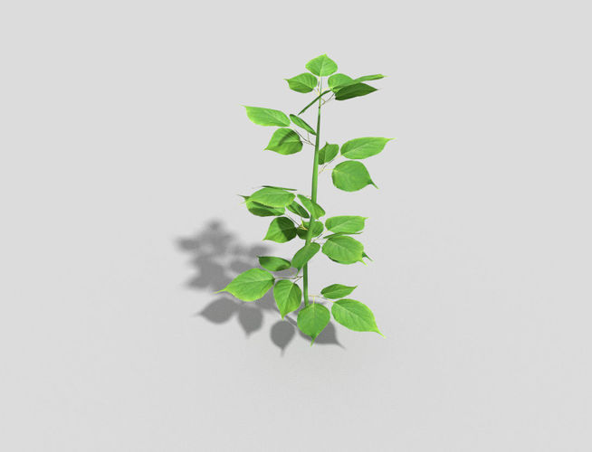3D model Low poly Plant VR / AR / low-poly | CGTrader