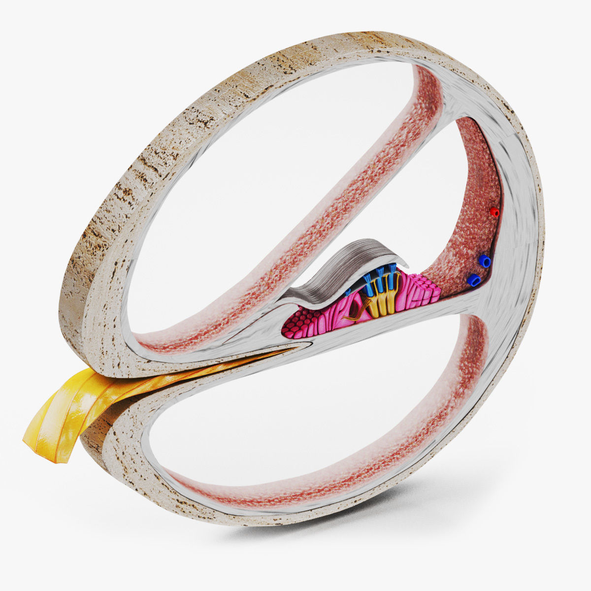 3D model Cochlea cross section VR / AR / low-poly | CGTrader