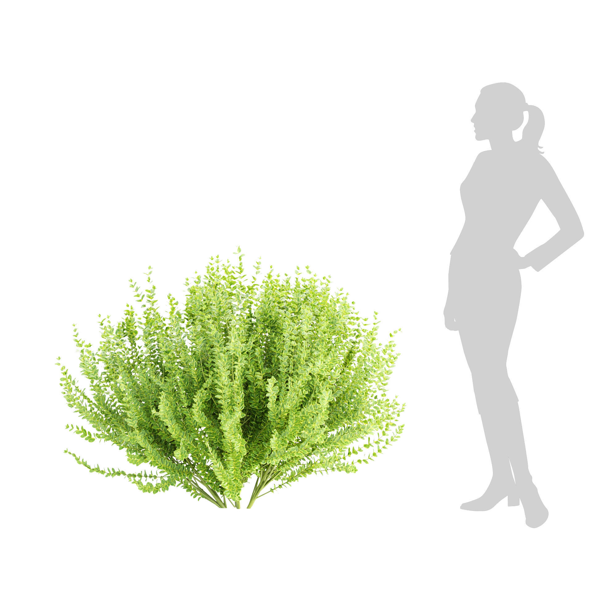 15 Bush models collection vol 15 | CGTrader