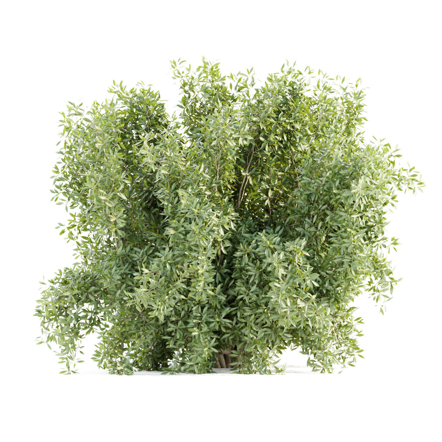 15 Bush models collection vol 15 | CGTrader