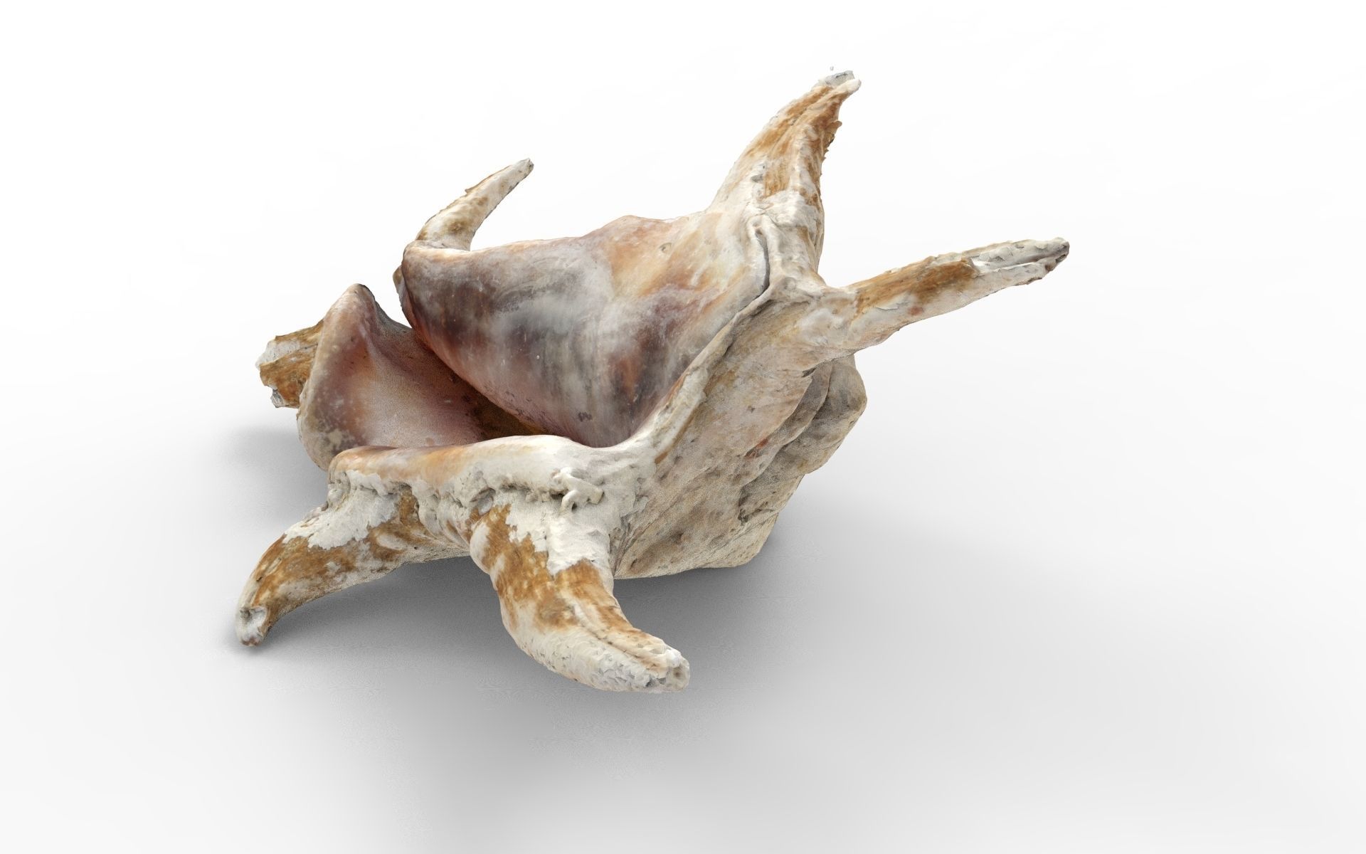 Full detailed sea shell photogrammetry 3D model | CGTrader