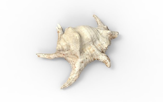 Full detailed sea shell photogrammetry 3D model | CGTrader
