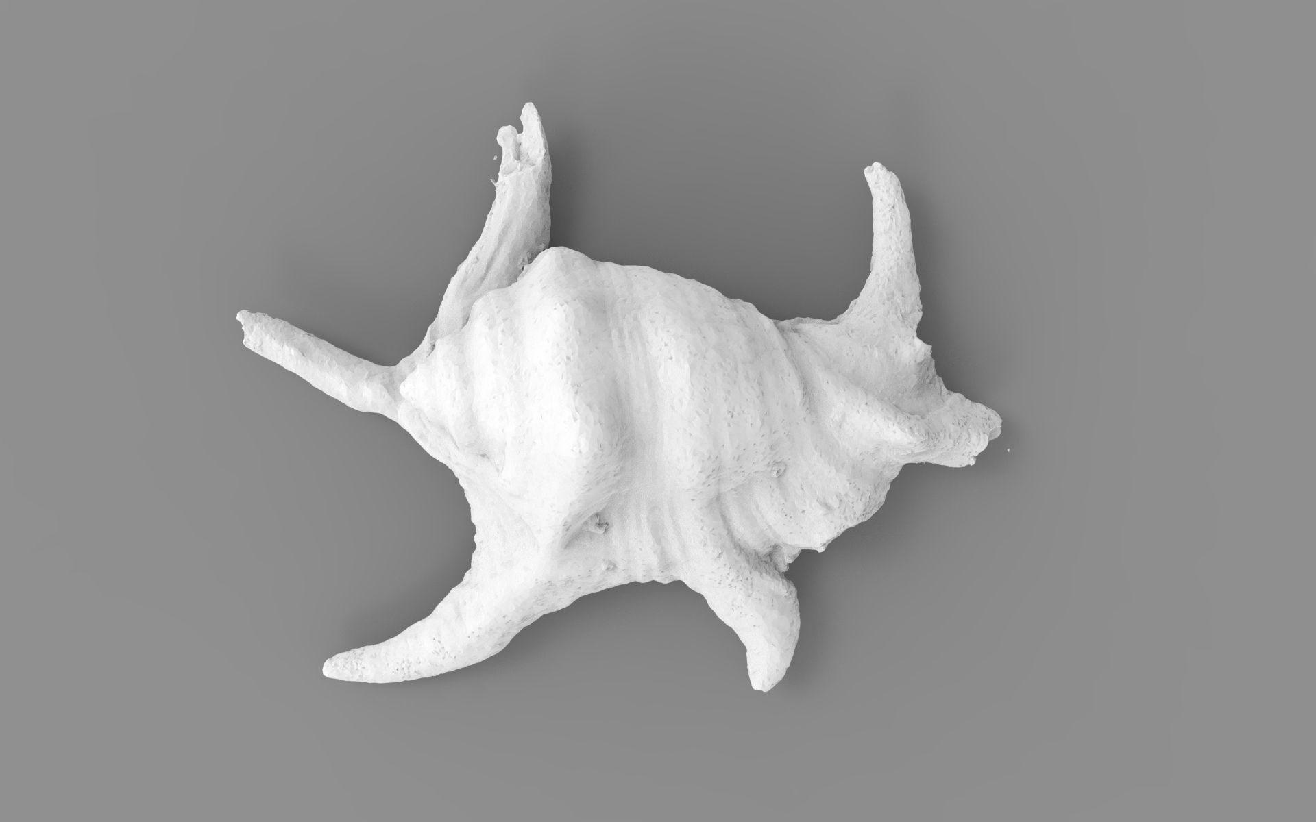 Full detailed sea shell photogrammetry 3D model | CGTrader