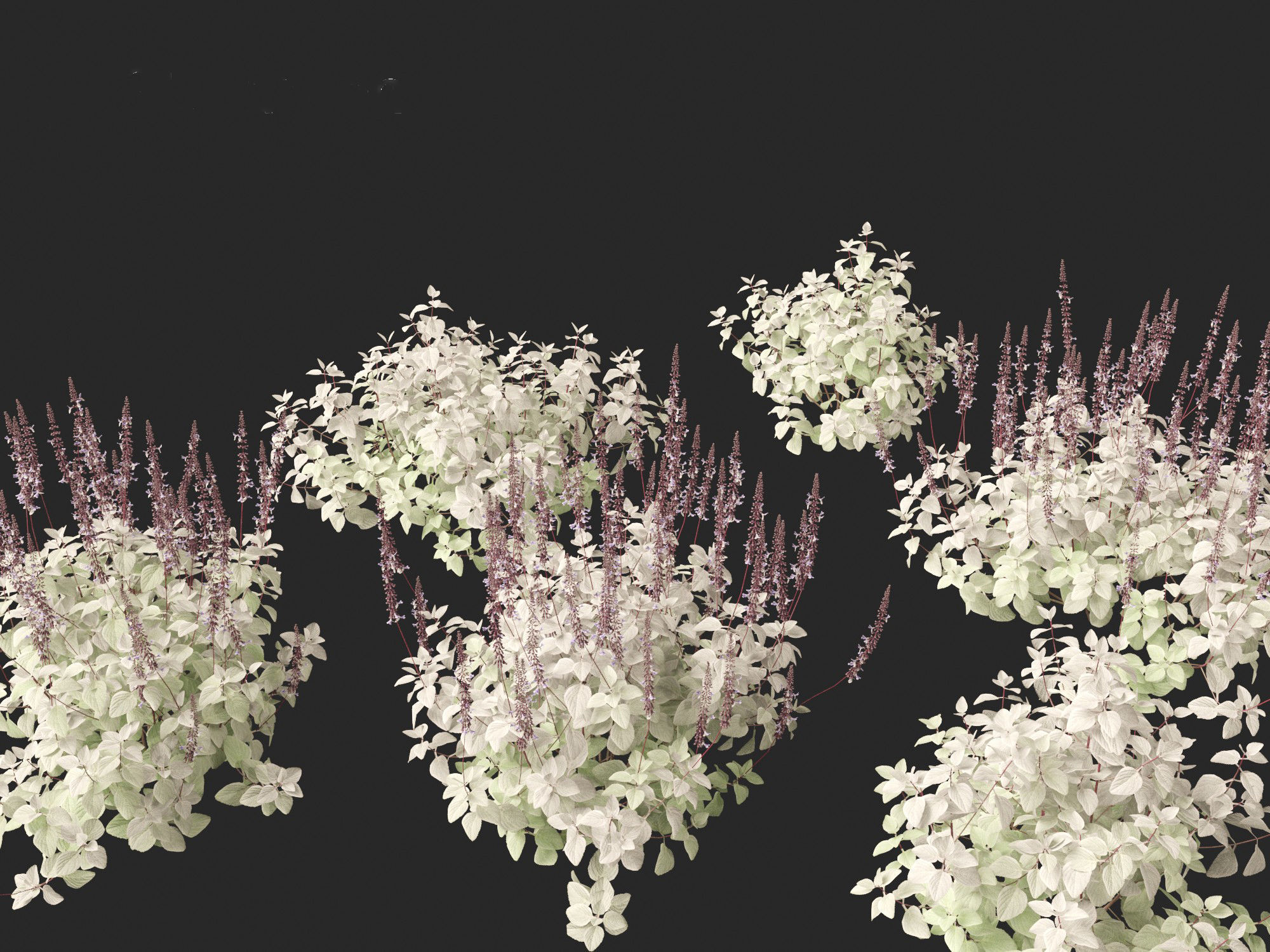 Plectranthus argentatus - Silver spurflower 3D model | CGTrader