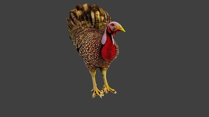 3D model Turkey Animal VR / AR / low-poly | CGTrader