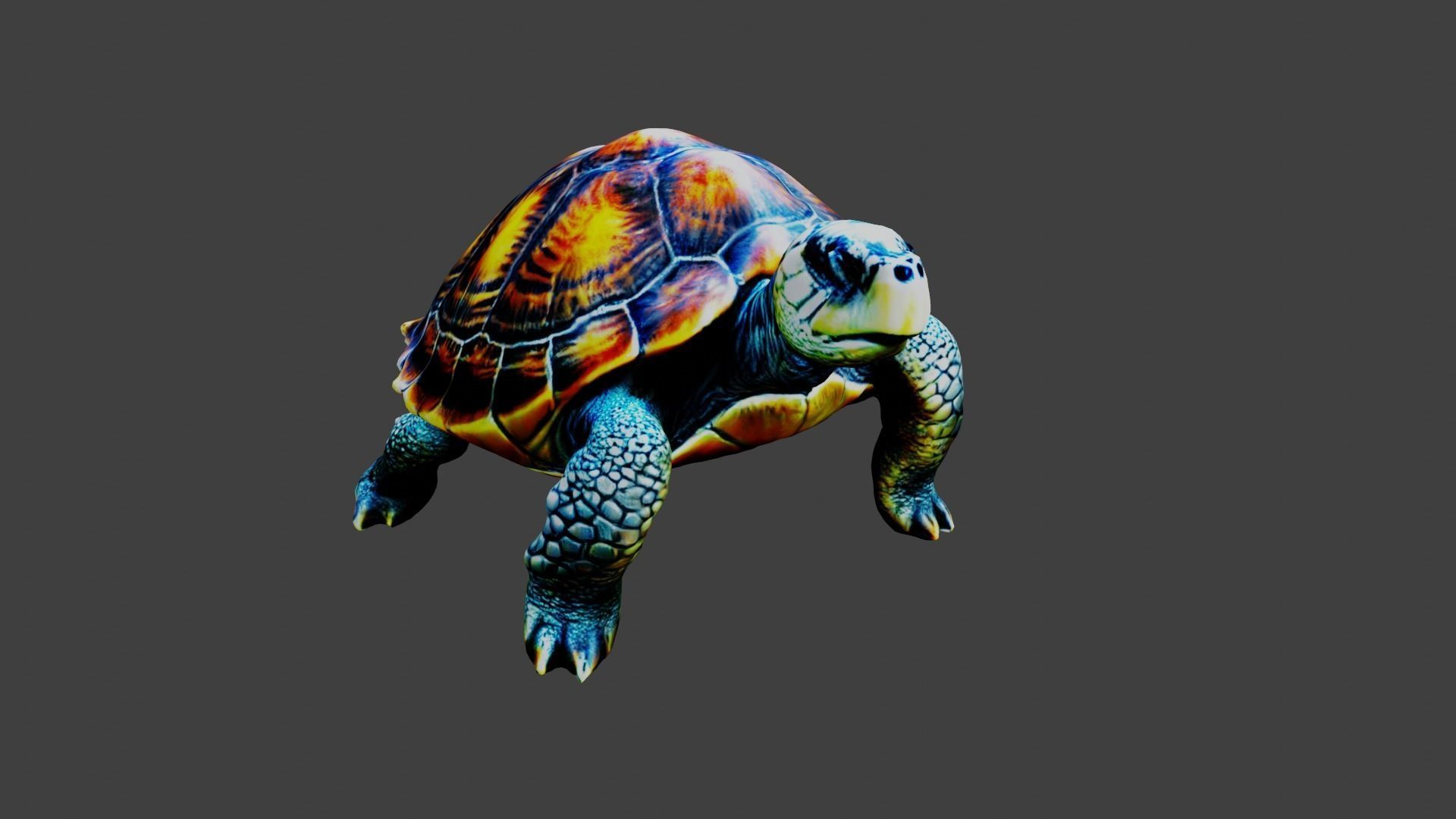 3D model Turtle - Tortoise Animal VR / AR / low-poly | CGTrader