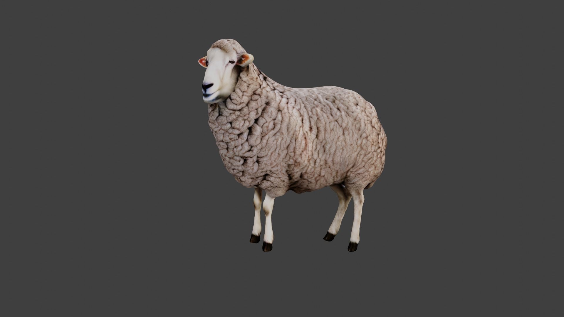 3D model Sheep VR / AR / low-poly | CGTrader