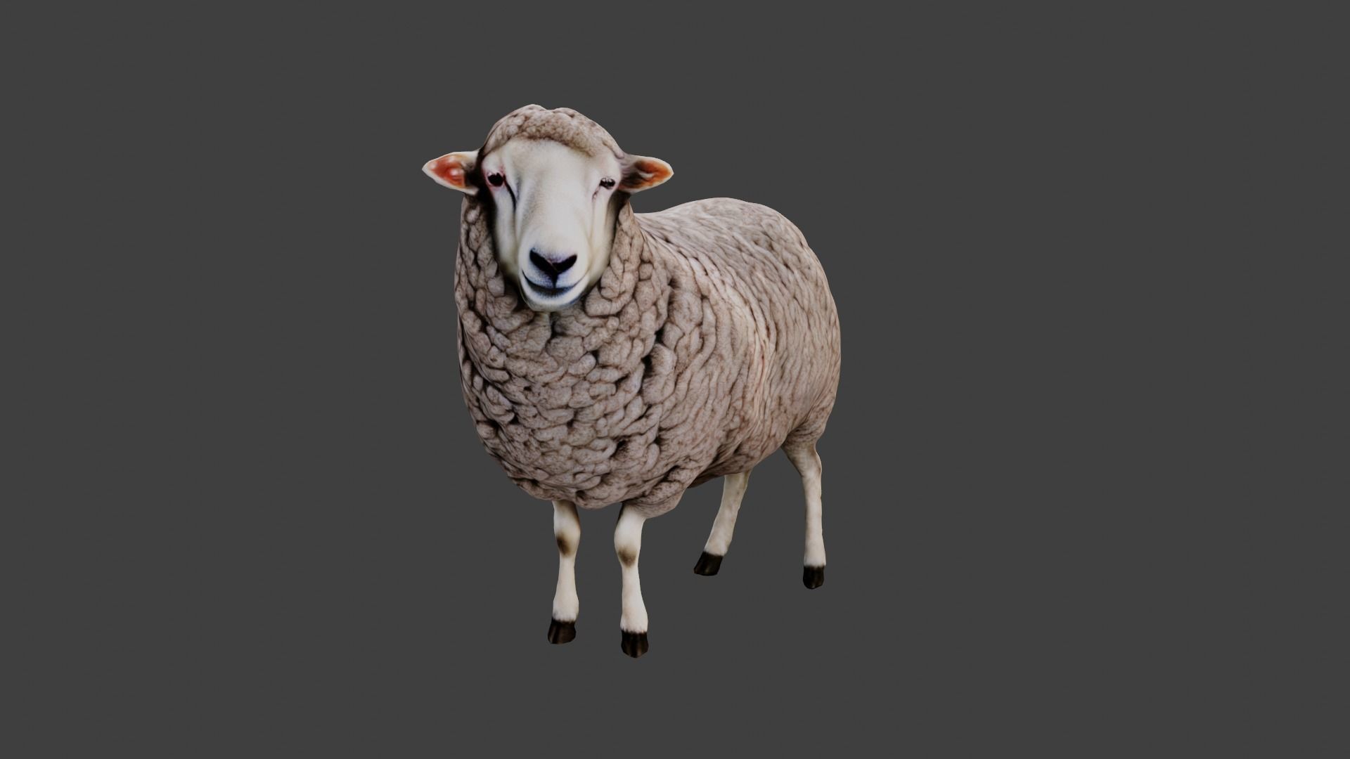 3D model Sheep VR / AR / low-poly | CGTrader