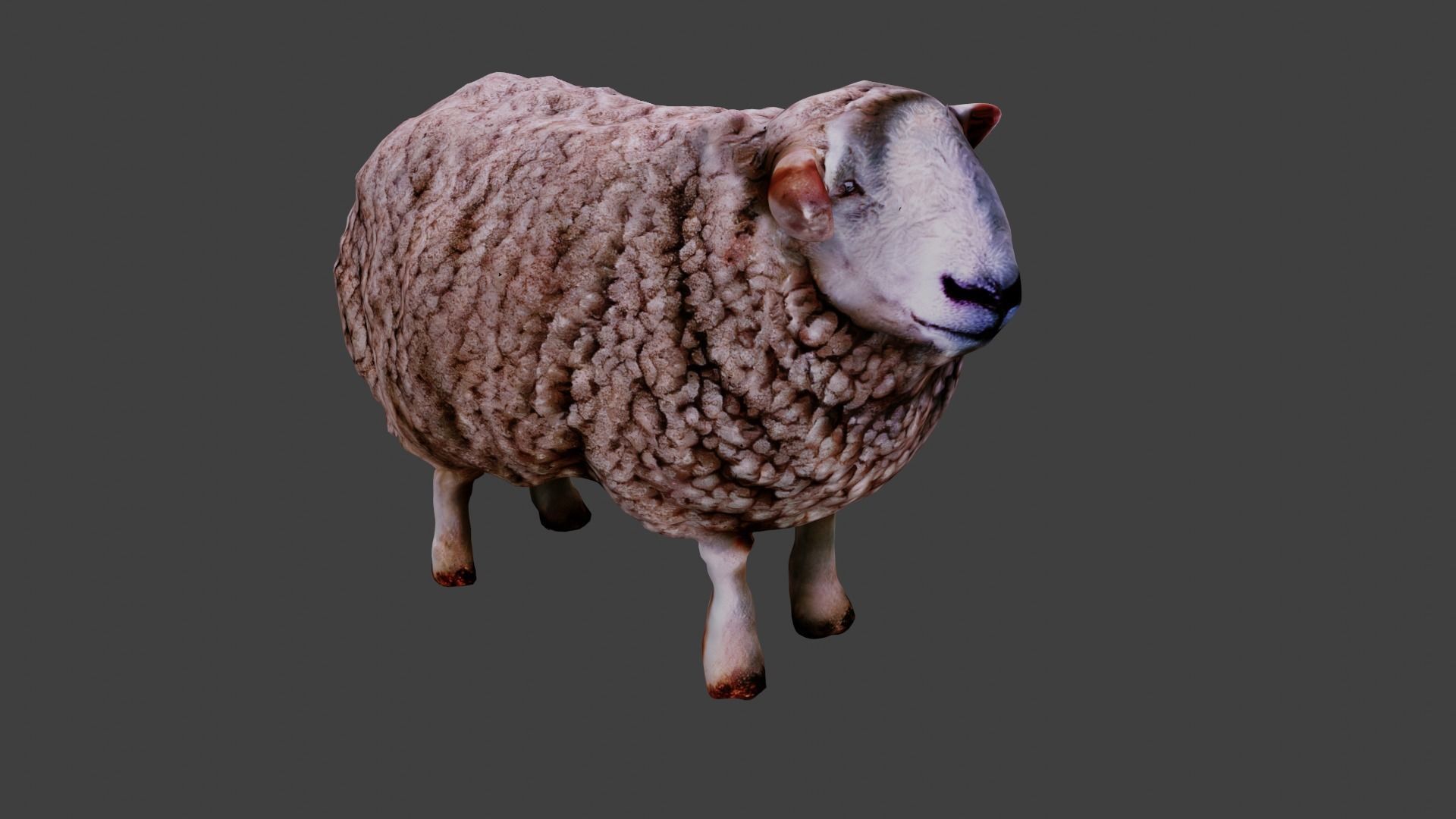 Sheep 3D model | CGTrader