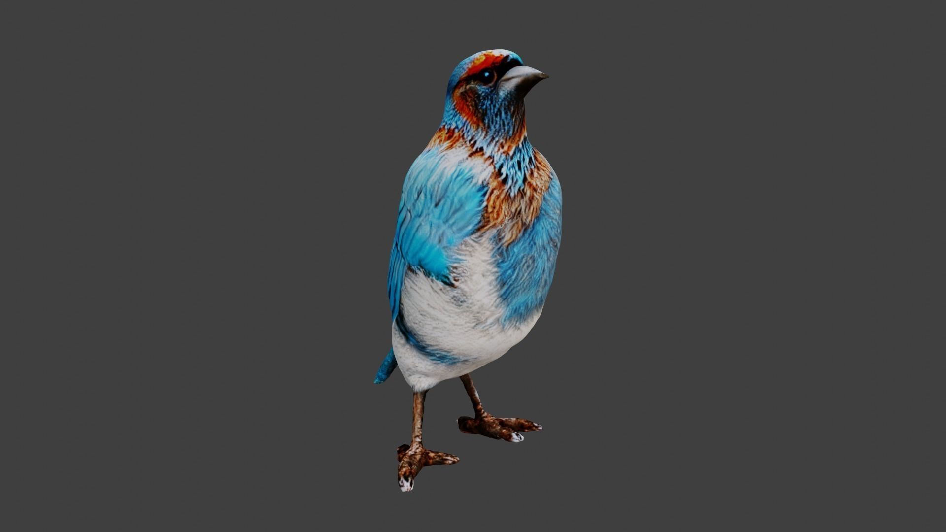 3D model Bird Animal VR / AR / low-poly | CGTrader