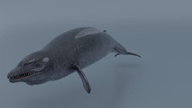 3D model Basilosaurus VR / AR / low-poly | CGTrader