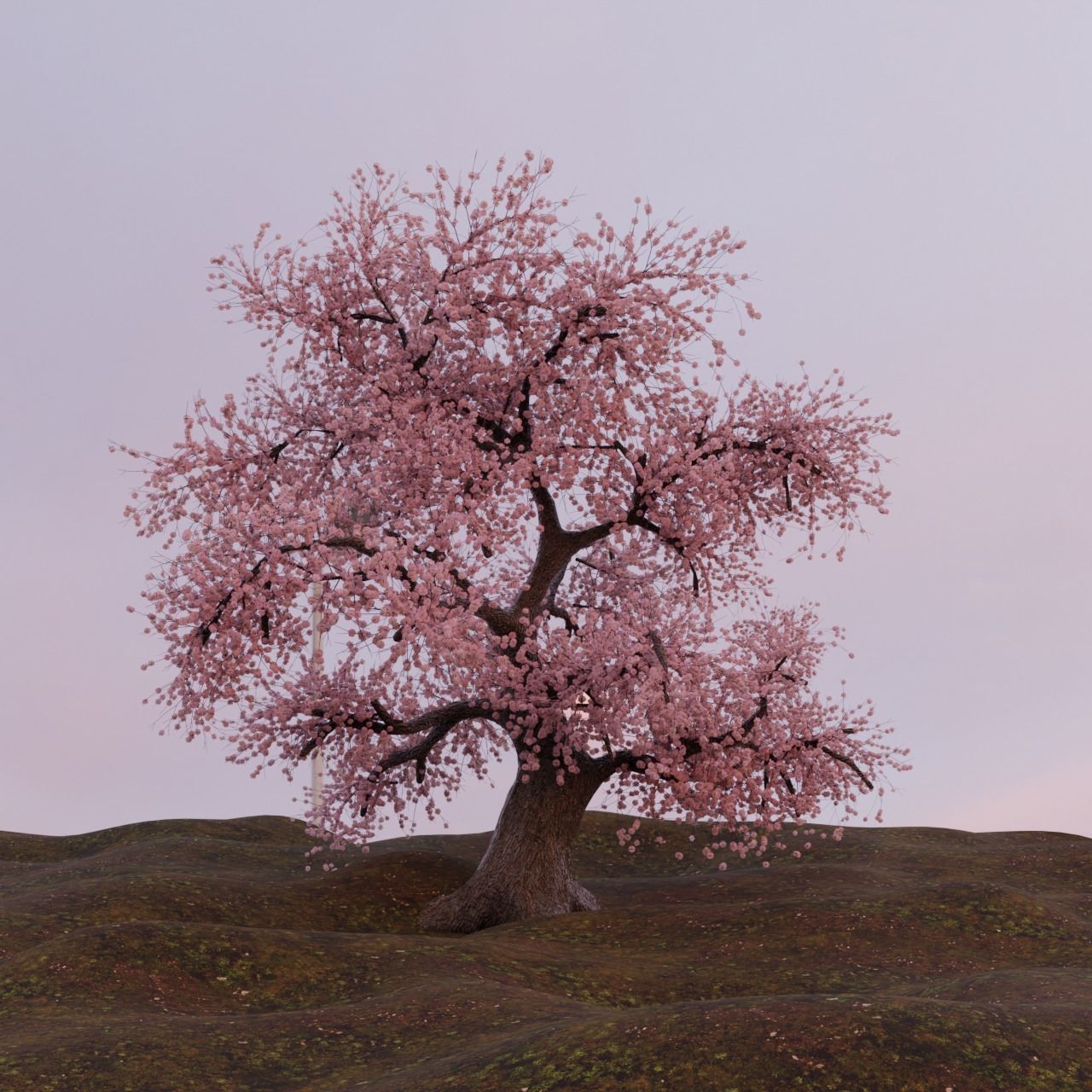 Free old blossoming tree free 3D model | CGTrader