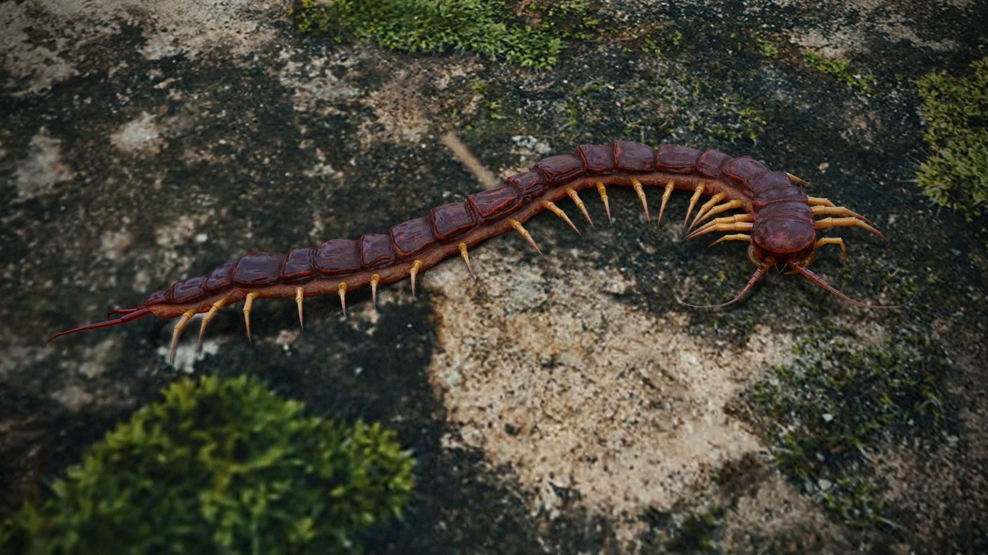 3D model Centipede VR / AR / low-poly | CGTrader