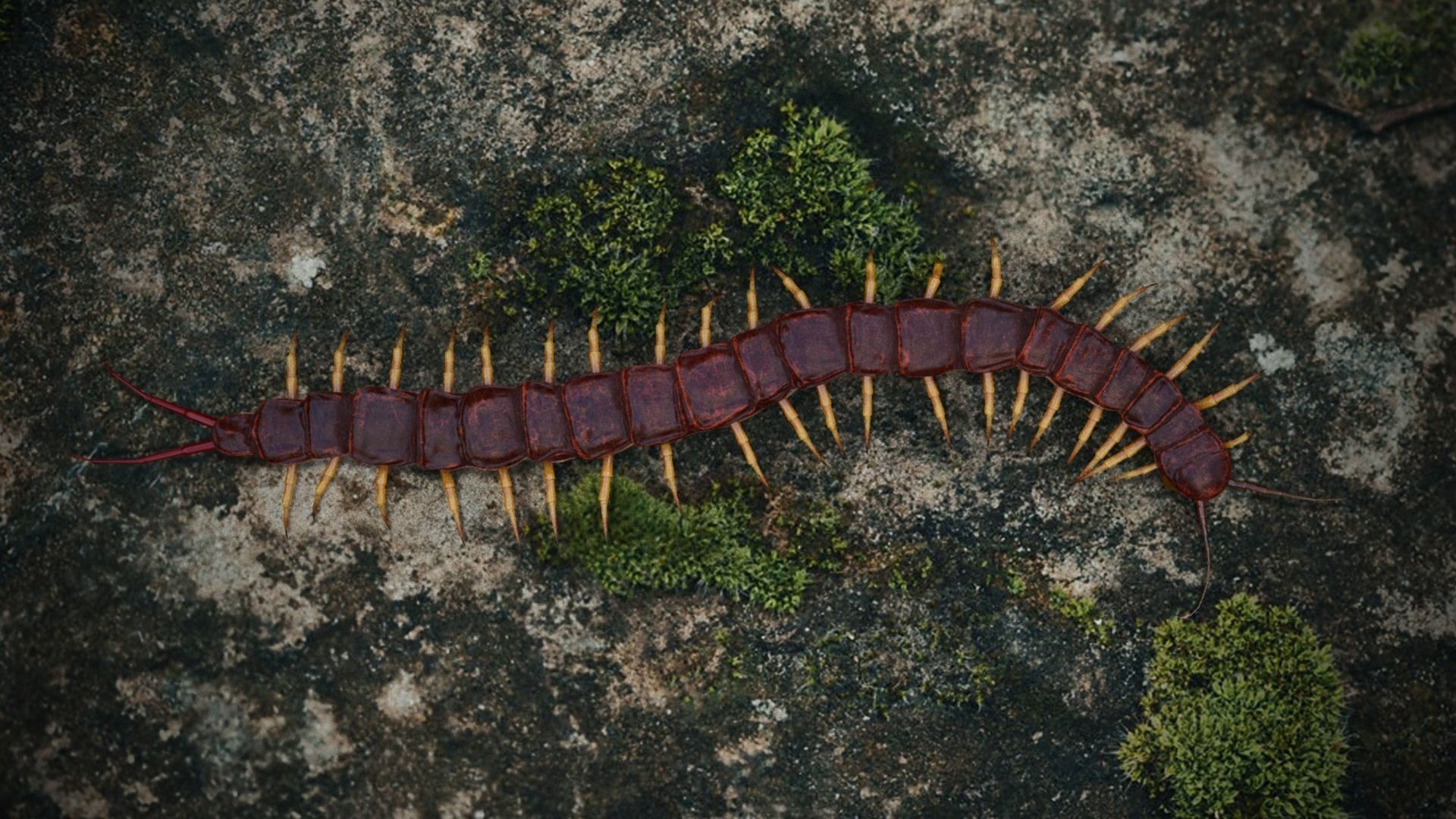 3D model Centipede VR / AR / low-poly | CGTrader