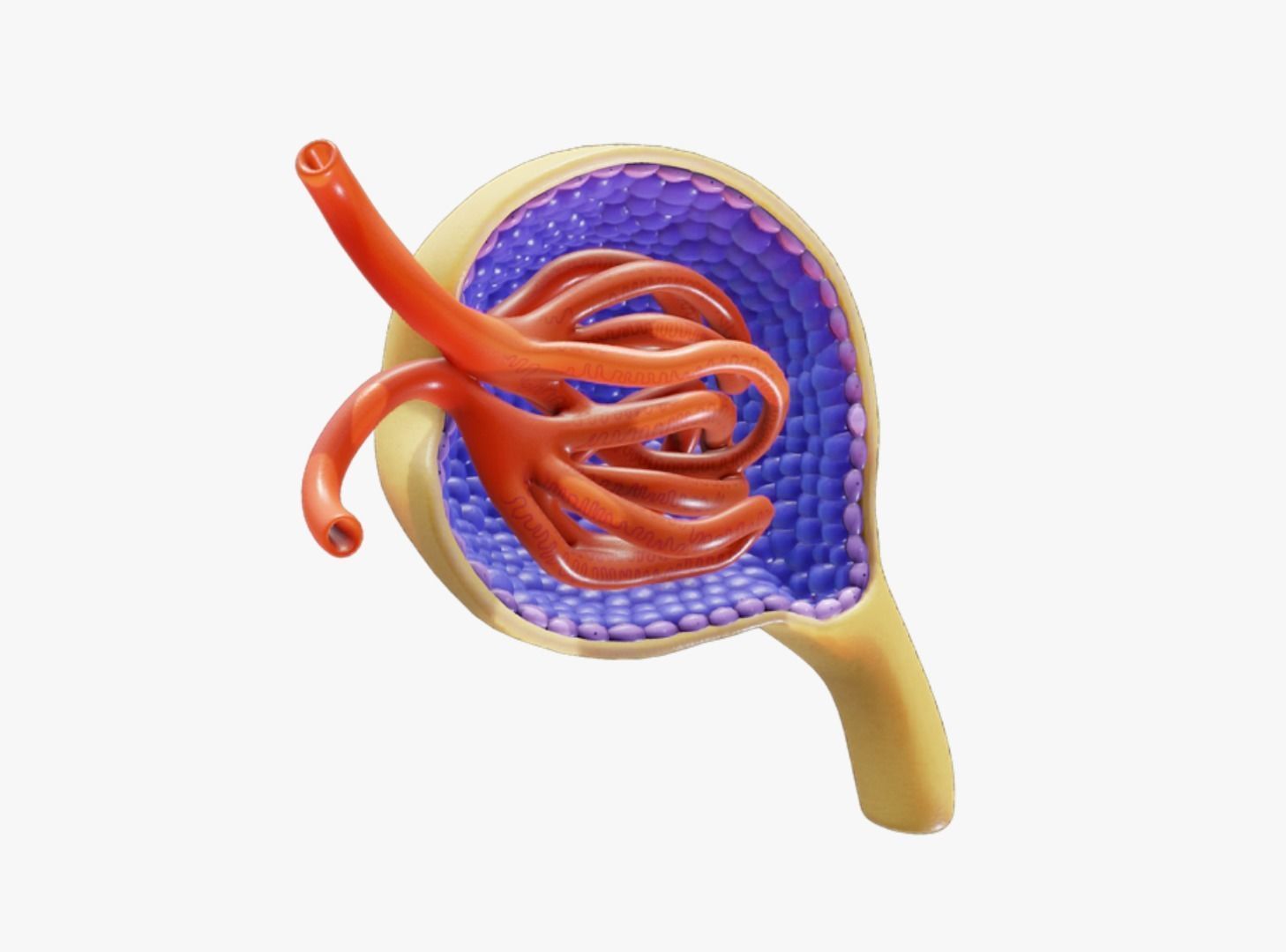 Glomerulus Anatomy 3D model | CGTrader