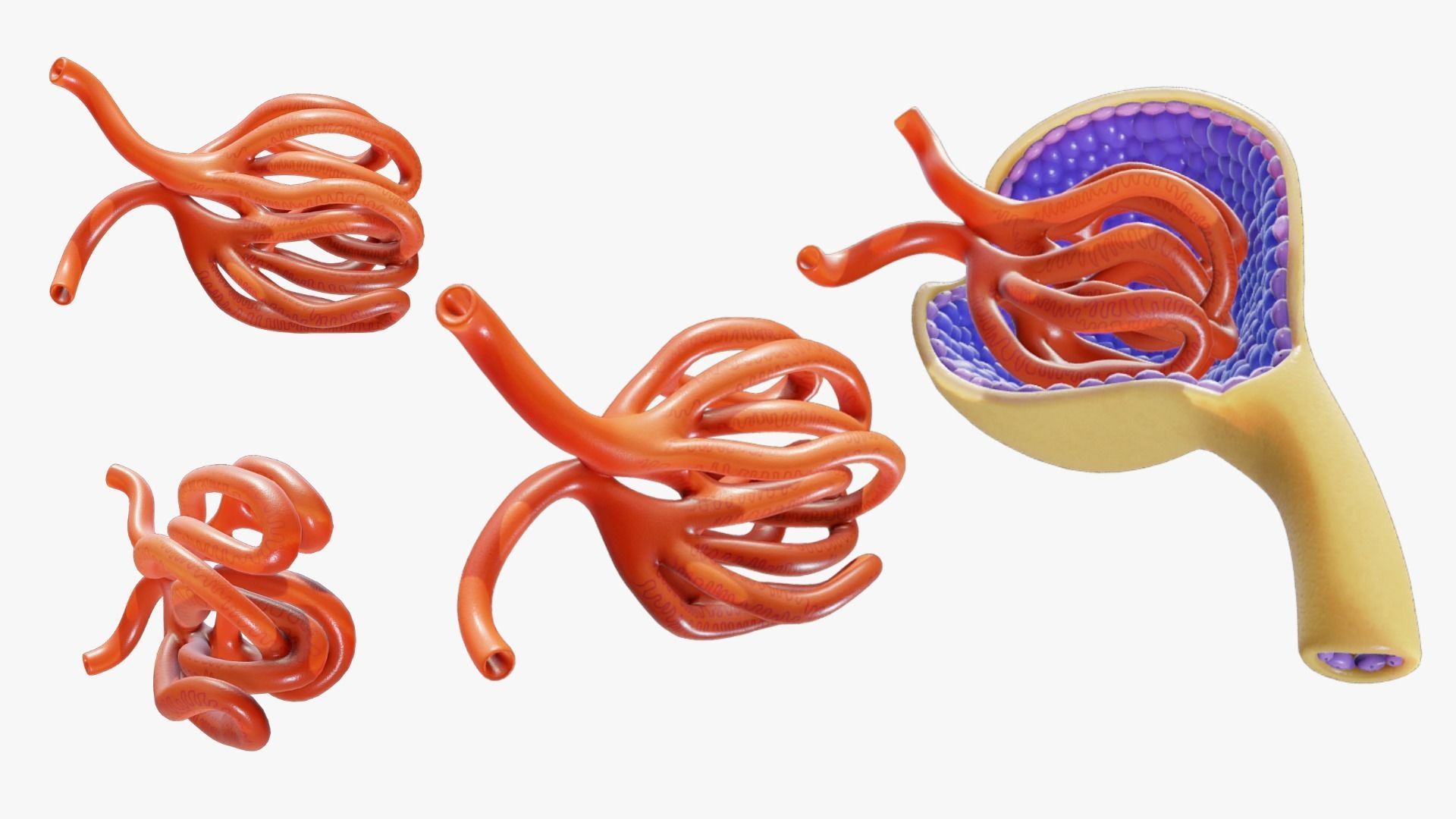Glomerulus Anatomy 3D model | CGTrader