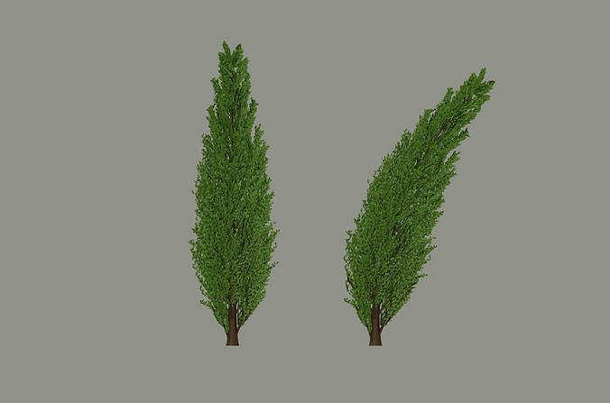 Tall Tree 3D model rigged | CGTrader