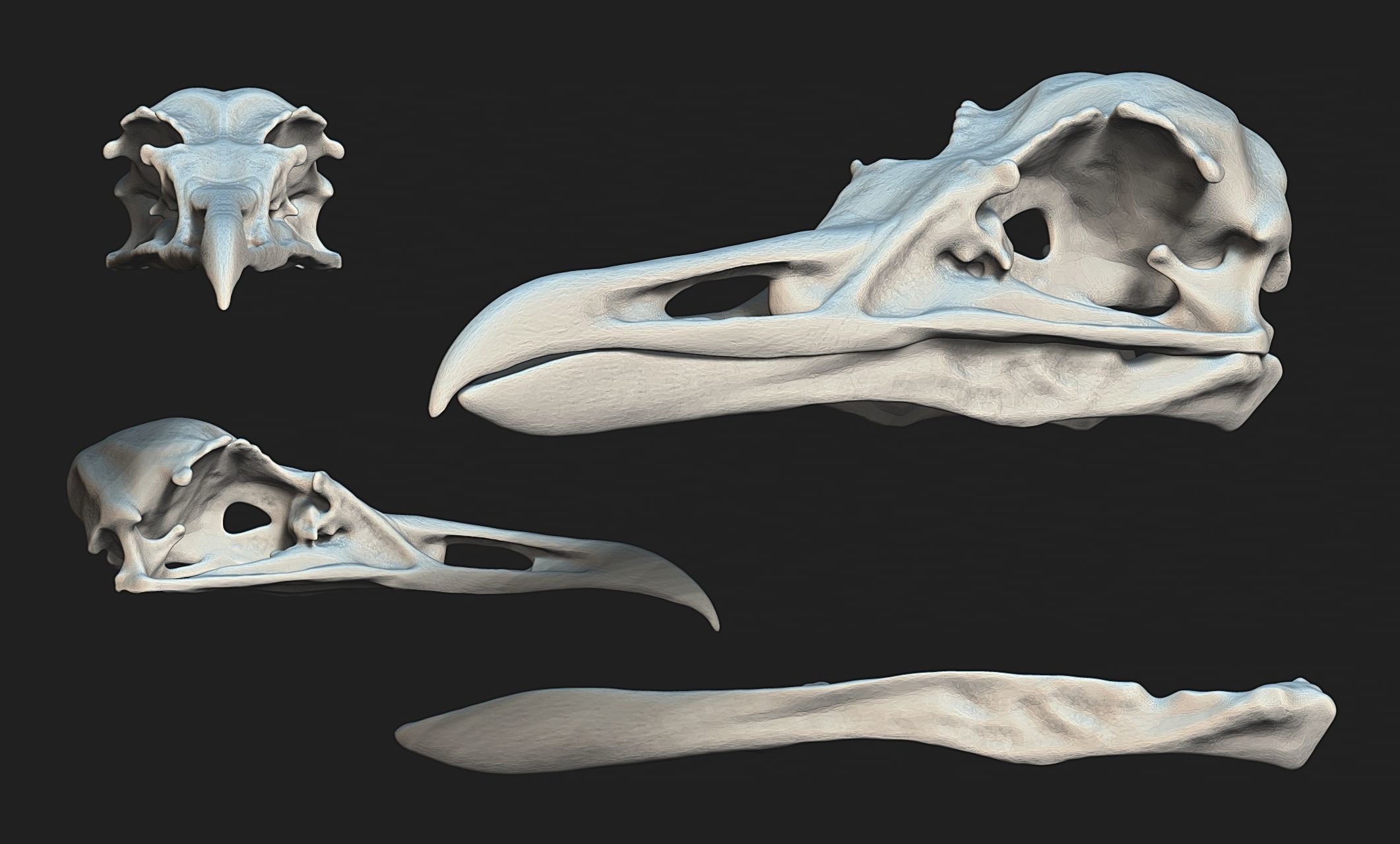 Larus marinus - Atlantic Seagull skull 3D model 3D printable | CGTrader