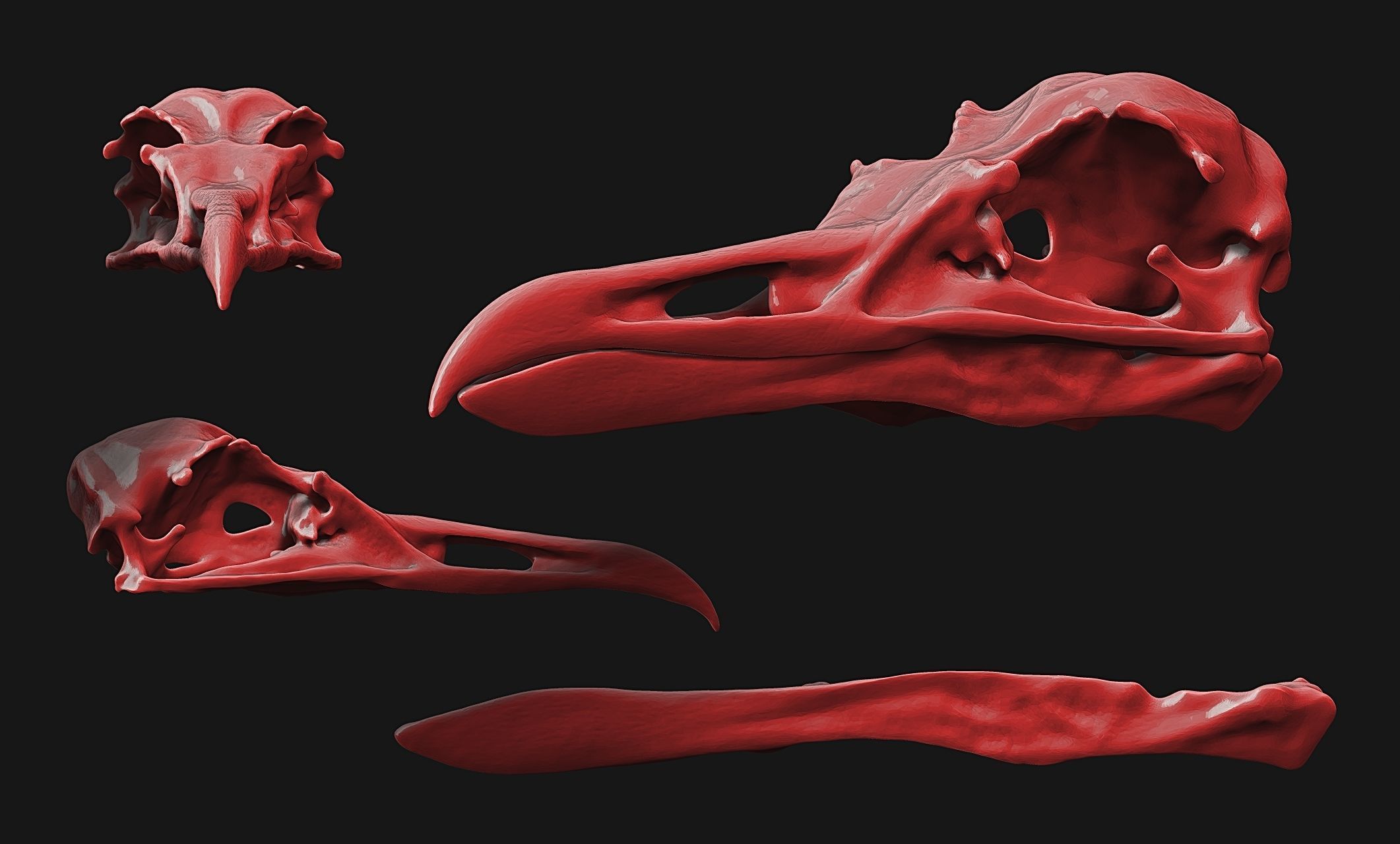Larus marinus - Atlantic Seagull skull 3D model 3D printable | CGTrader