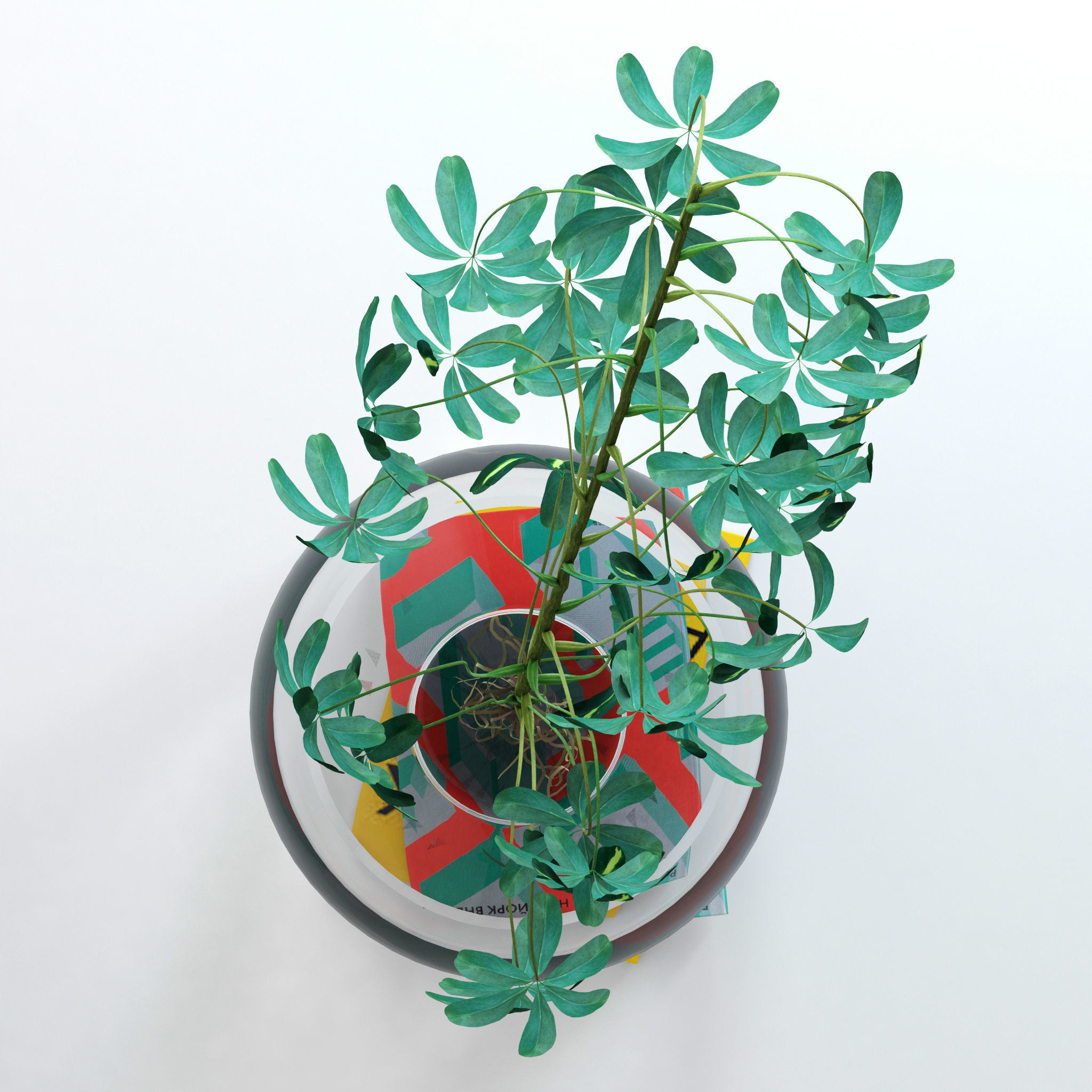 Schefflera Single 3D model | CGTrader