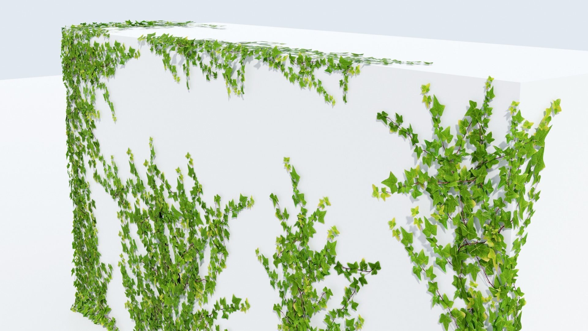 3D model LowPoly Ivy wall VR / AR / low-poly | CGTrader