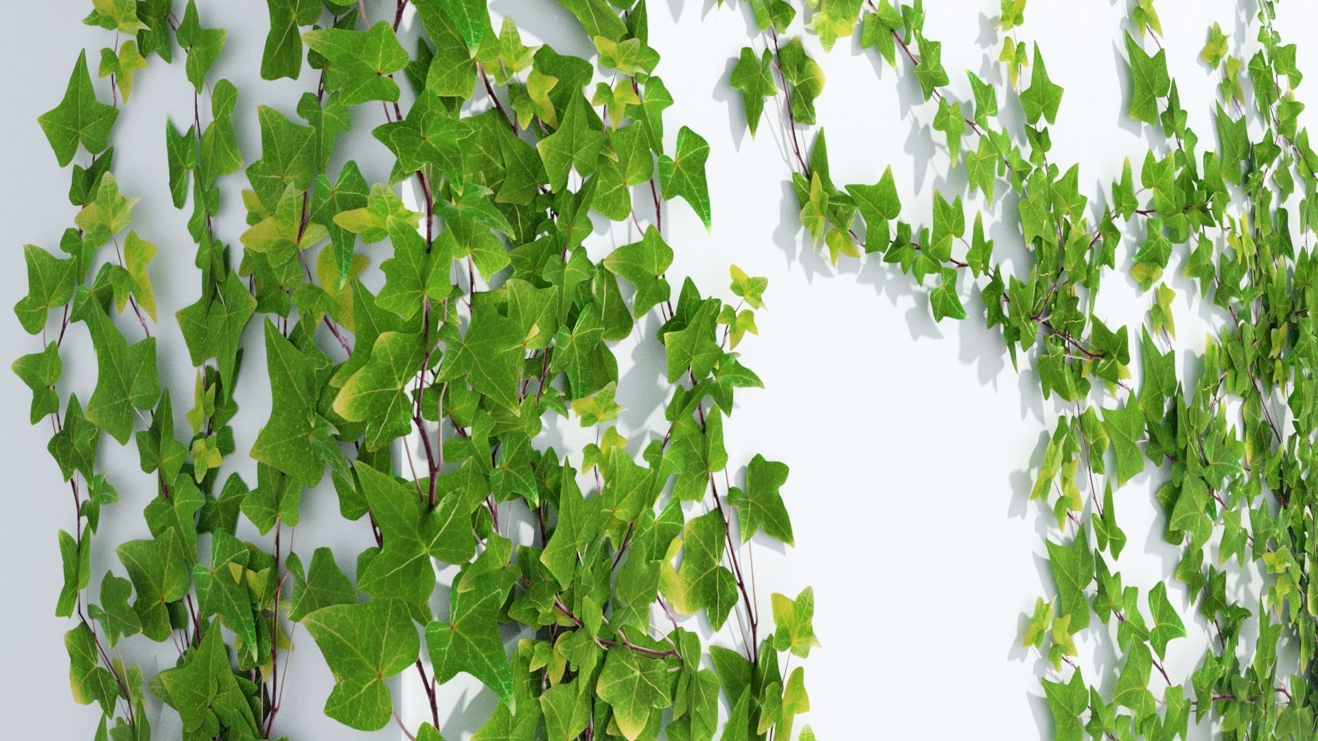 3D model LowPoly Ivy wall VR / AR / low-poly | CGTrader
