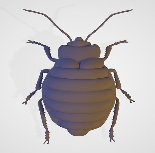 punaise de lit bed bug insect 3D model 3D printable | CGTrader