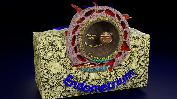 3D model Human embryo 14 days labelled detailed VR / AR / low-poly ...