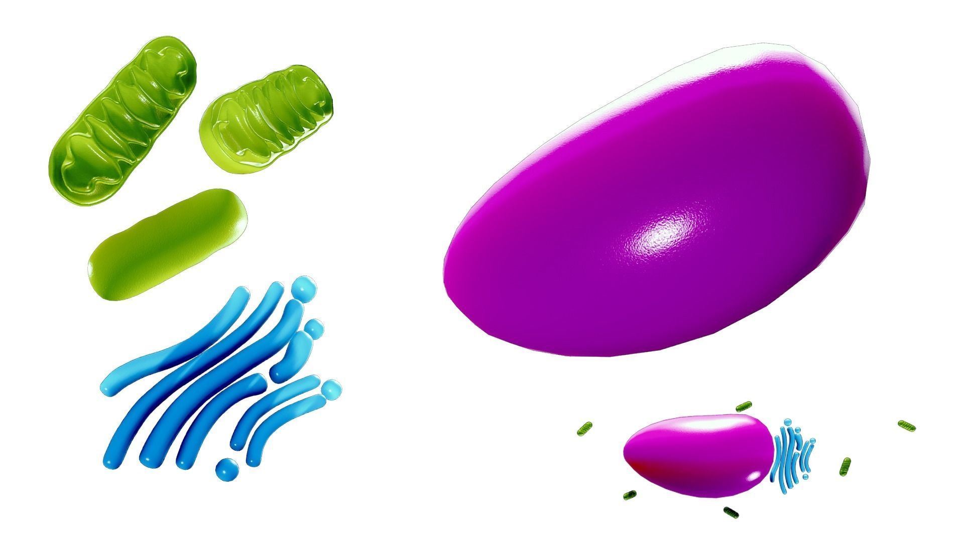 Osteocyte Bone Cell 3D model | CGTrader