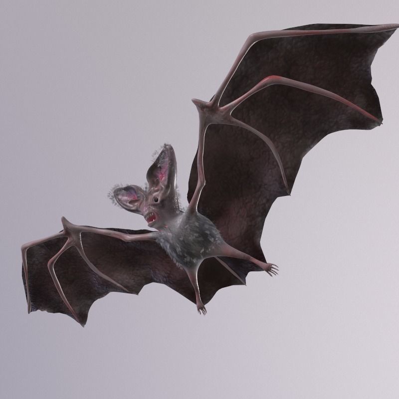3D model Bat Animated VR / AR / low-poly | CGTrader