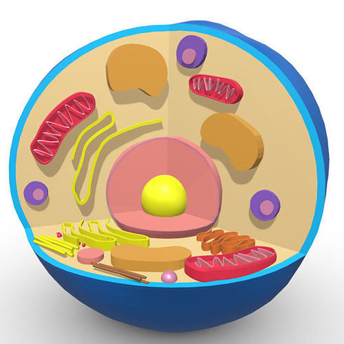 Animal cell 3D model | CGTrader