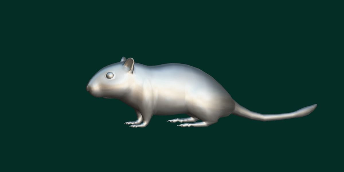 3D model Mongolian Gerbil Rat Rodent VR / AR / low-poly | CGTrader
