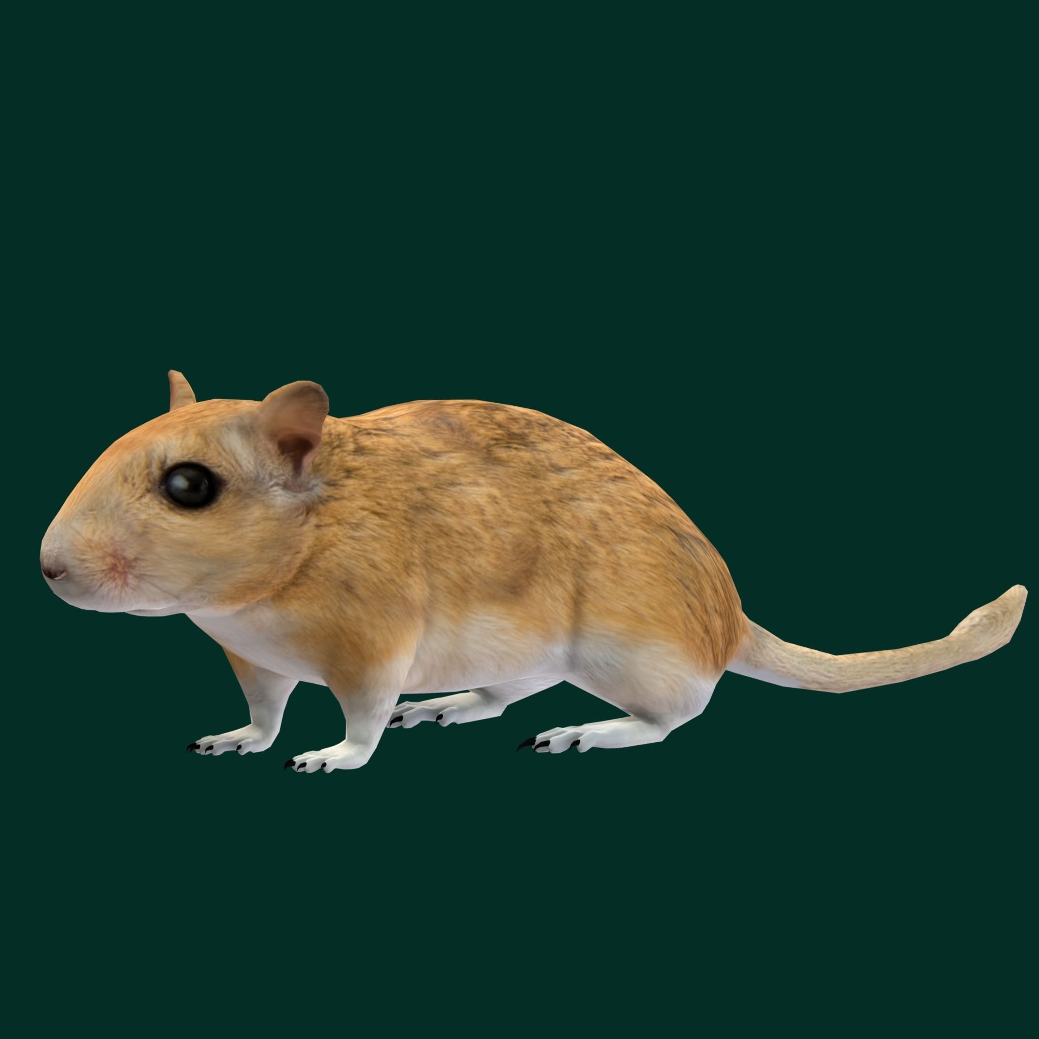 3D model Mongolian Gerbil Rat Rodent VR / AR / low-poly | CGTrader