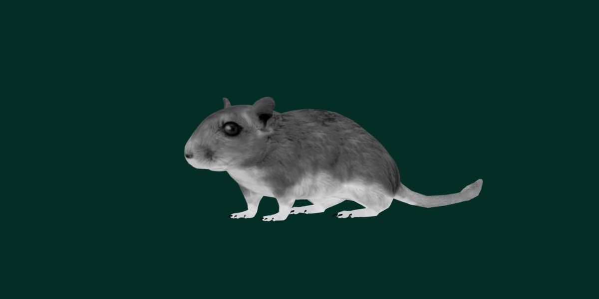 3D model Mongolian Gerbil Rat Rodent VR / AR / low-poly | CGTrader