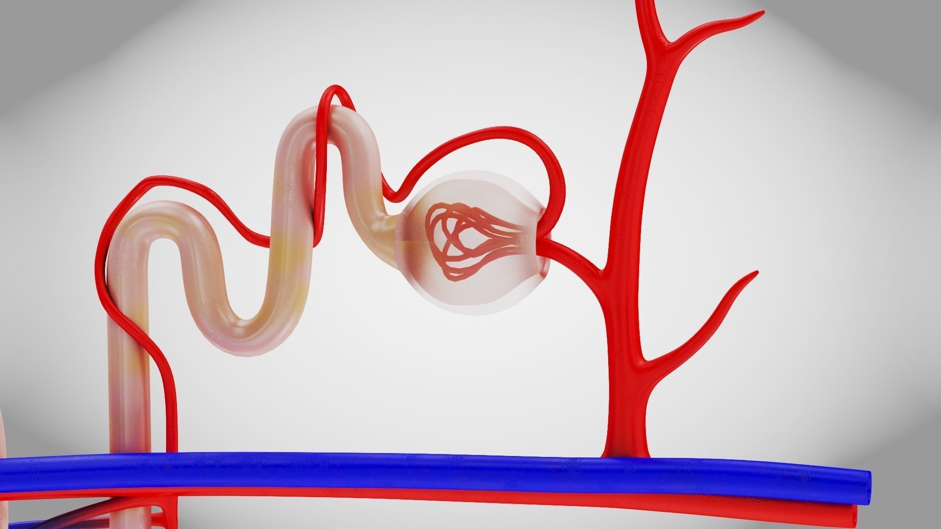 Printable Nephron Anatomy 3D model 3D printable | CGTrader