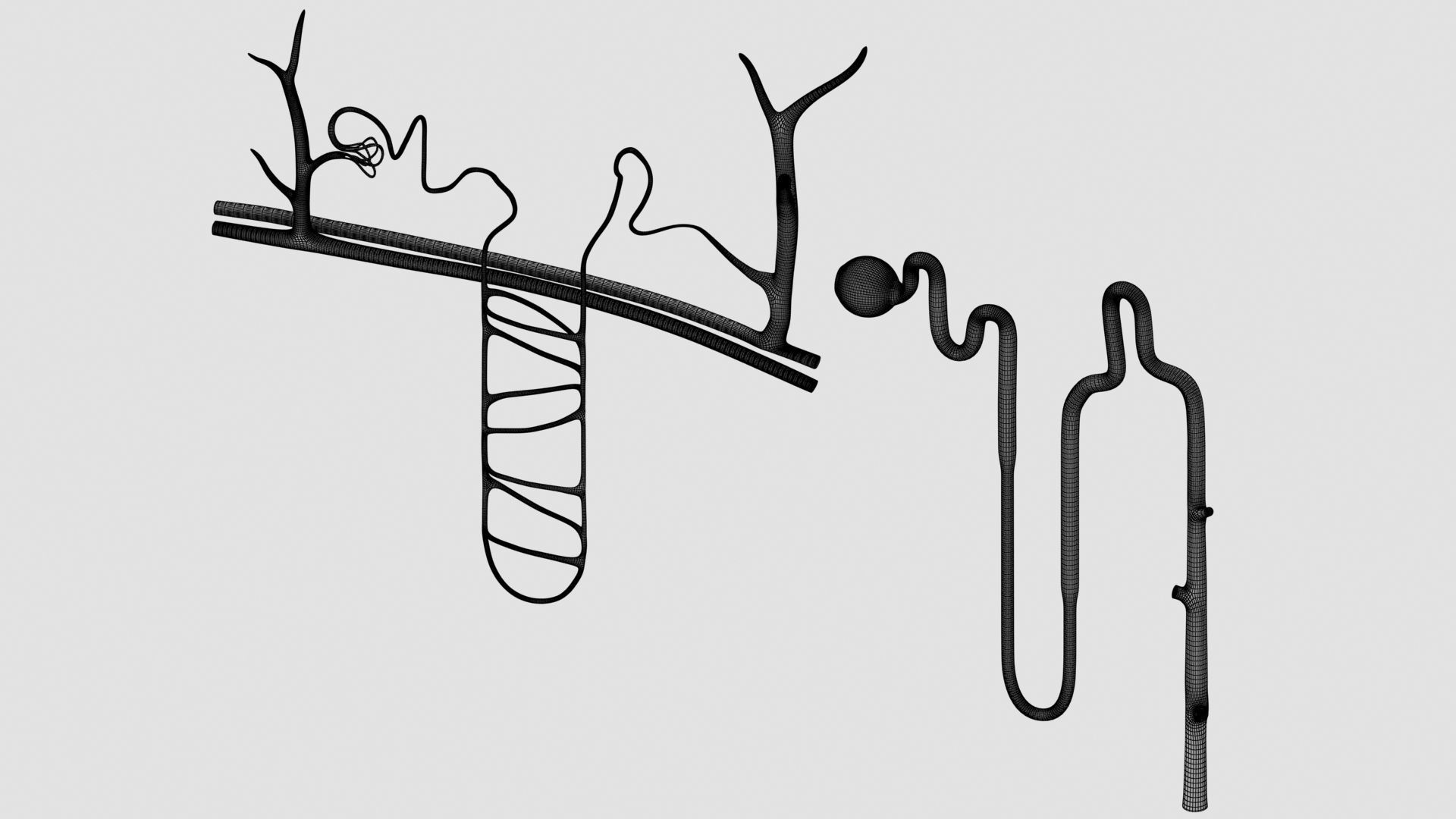 Printable Nephron Anatomy 3D model 3D printable | CGTrader