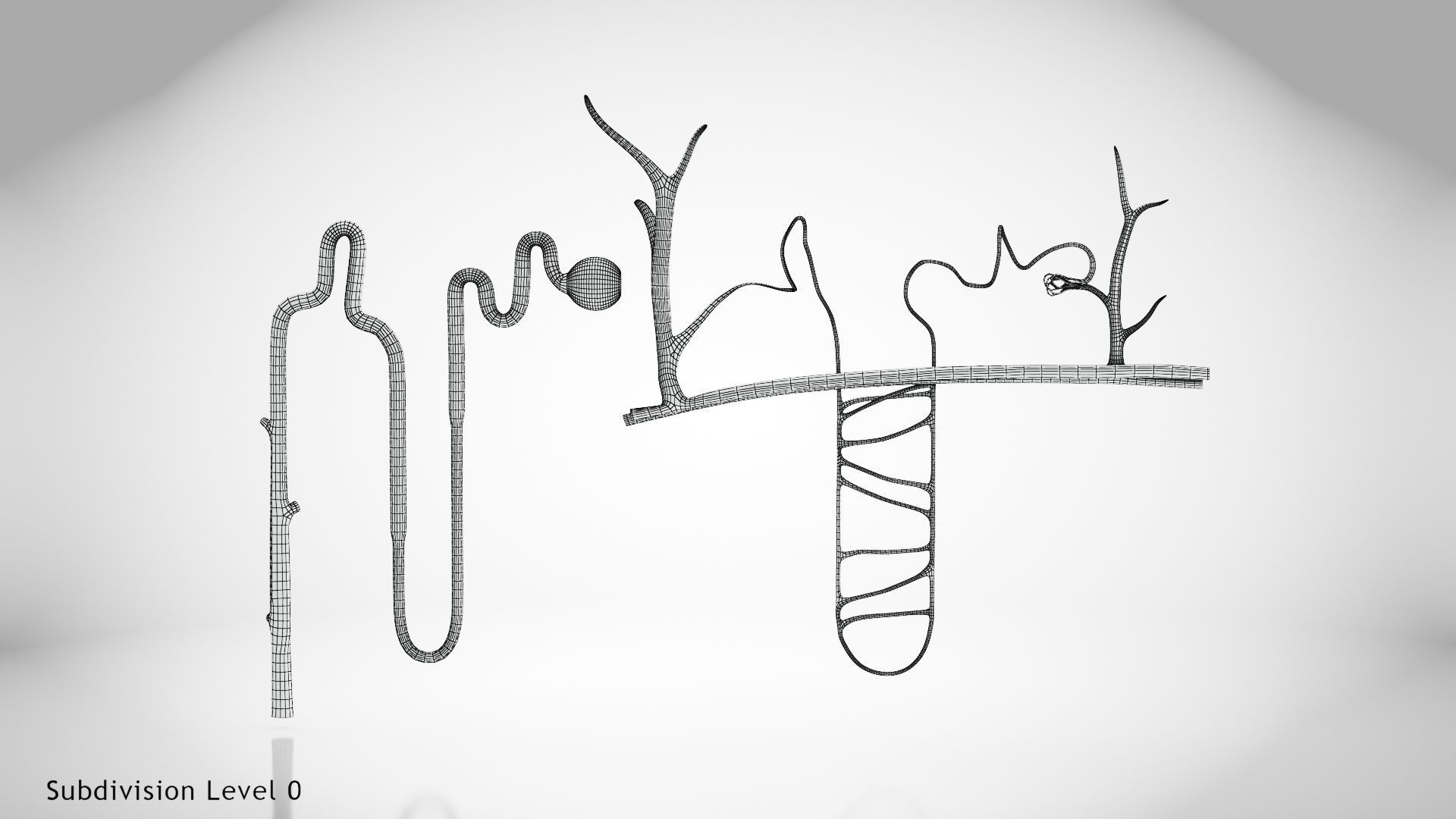 Printable Nephron Anatomy 3D model 3D printable | CGTrader