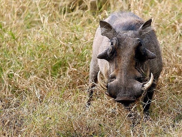 3D model model-african-boar-head-3ds-max VR / AR / low-poly | CGTrader