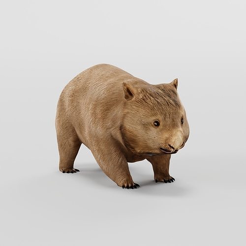 Wombats Joey Animal 3D Model 3D model animated rigged | CGTrader