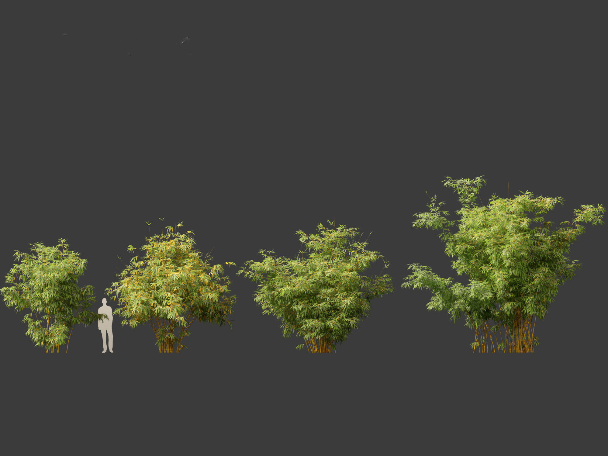 Alphonse karr bamboo - Bambusa multiplex 03 3D model | CGTrader