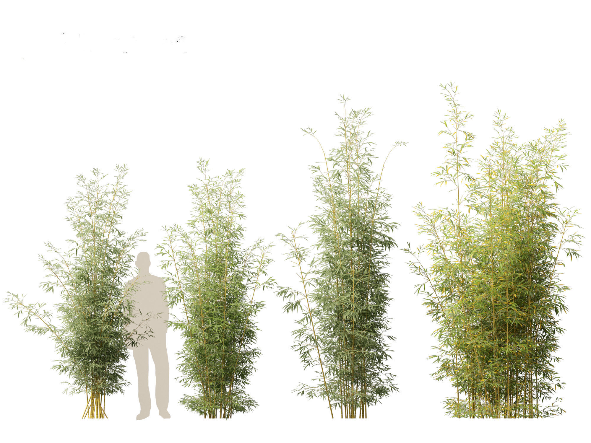 Bambusa multiplex fernleaf - Fernleaf Bamboo 02 3D model | CGTrader