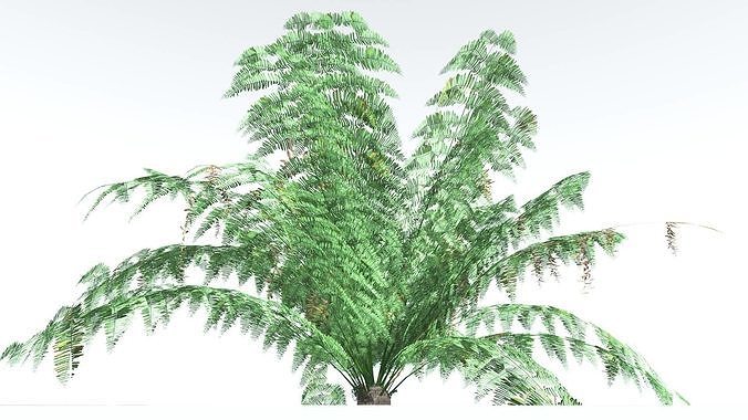 3D model EVERYPlant King Fern LowPoly 1 --14 Models-- VR / AR / low-poly | CGTrader