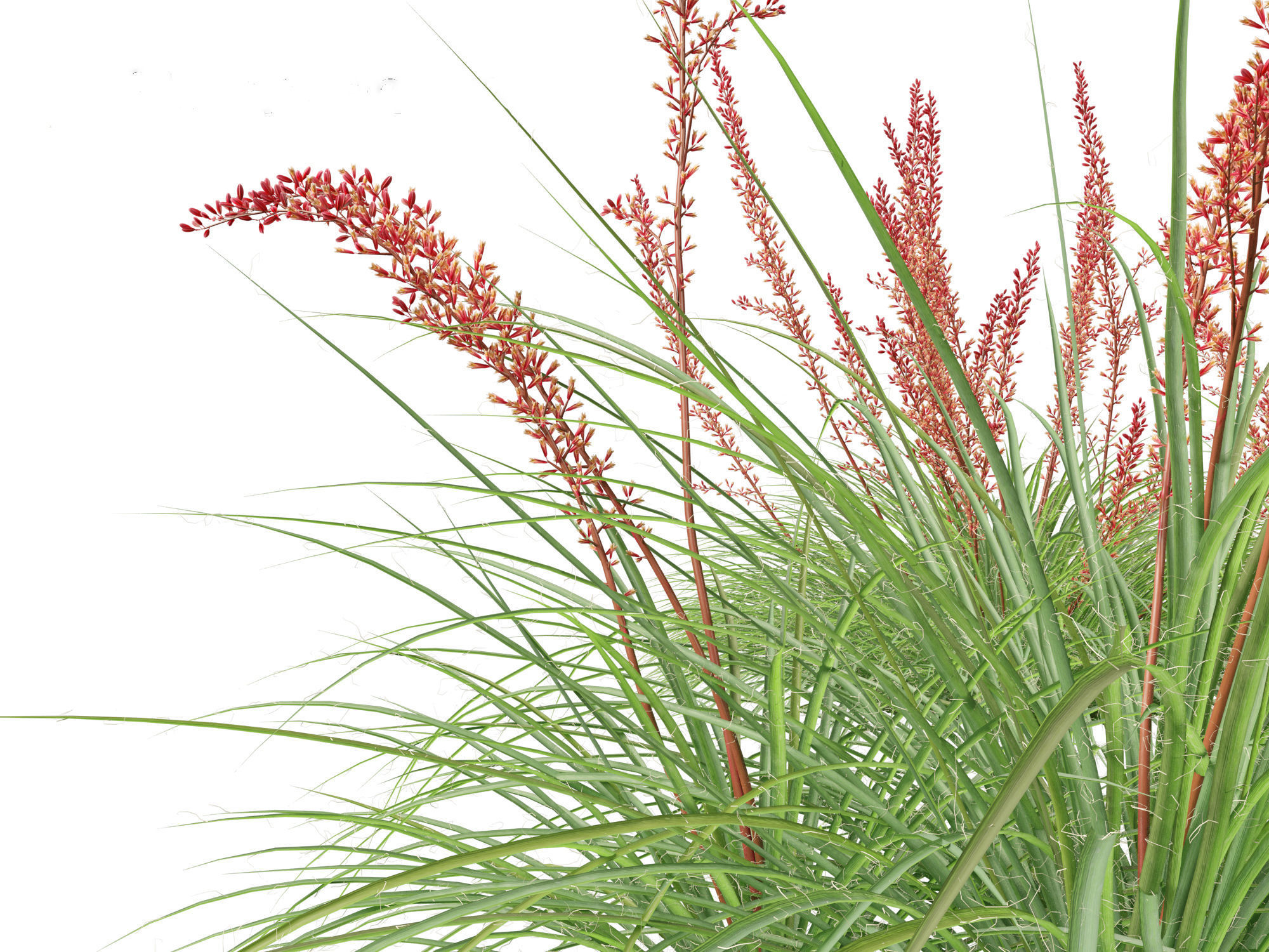 Hesperaloe parviflora - Redflower false yucca 3D model | CGTrader