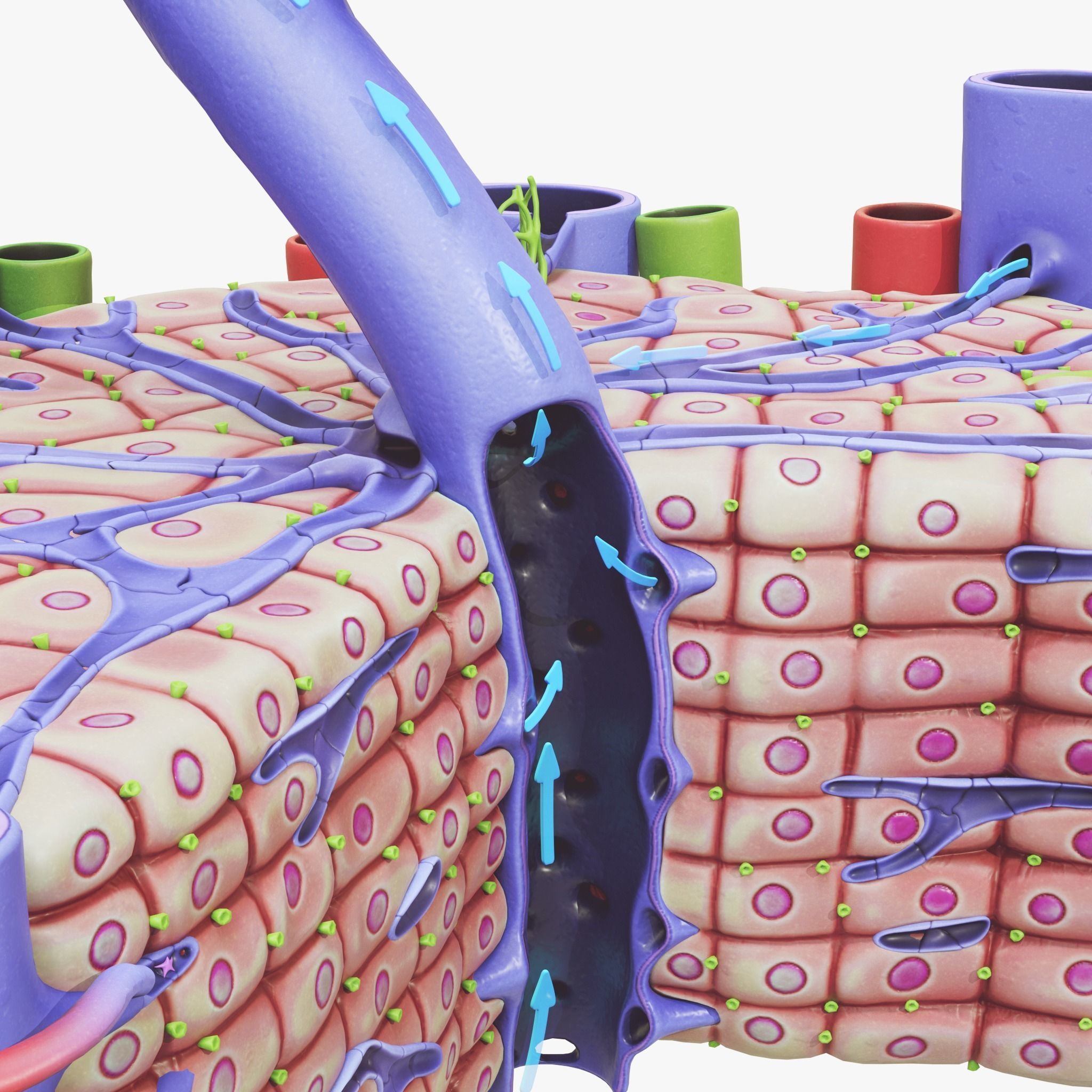 Microscopic Anatomy Of Liver 3D model | CGTrader