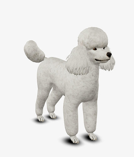 3D model Dog Poodle VR / AR / low-poly | CGTrader