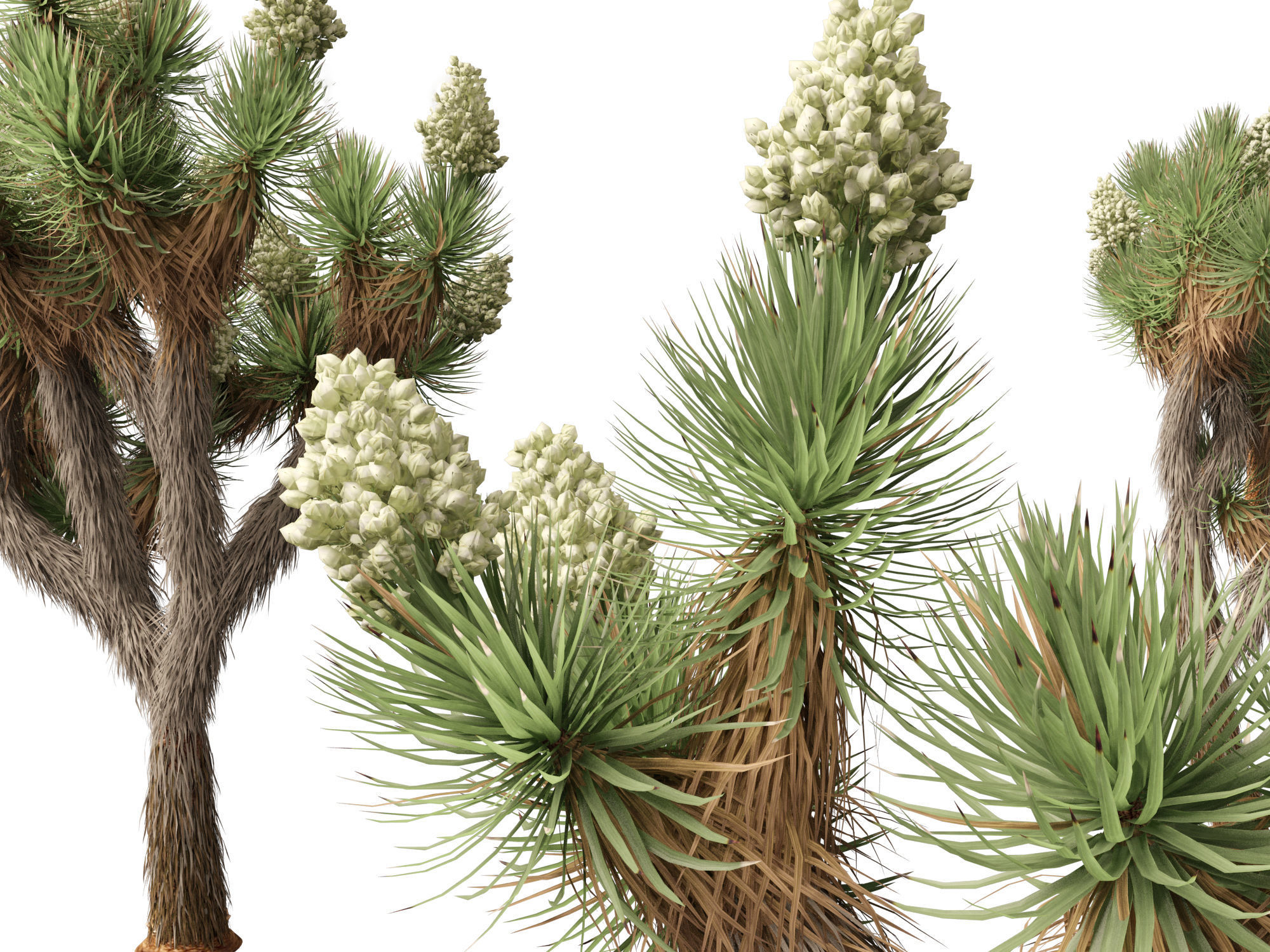 Yucca brevifolia - Joshua tree 3D model | CGTrader
