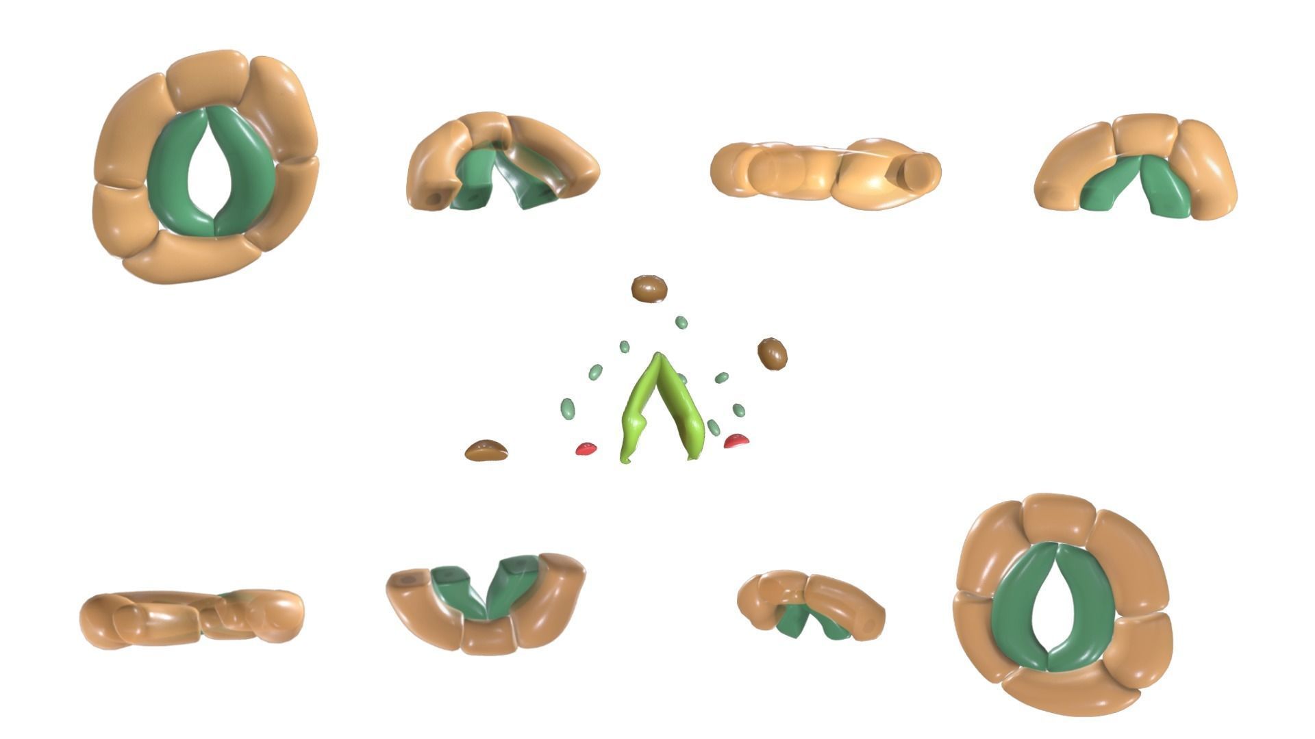 Plant Stomata Structure 3D model | CGTrader