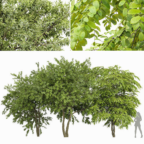 European spring 3Trees 3D model | CGTrader