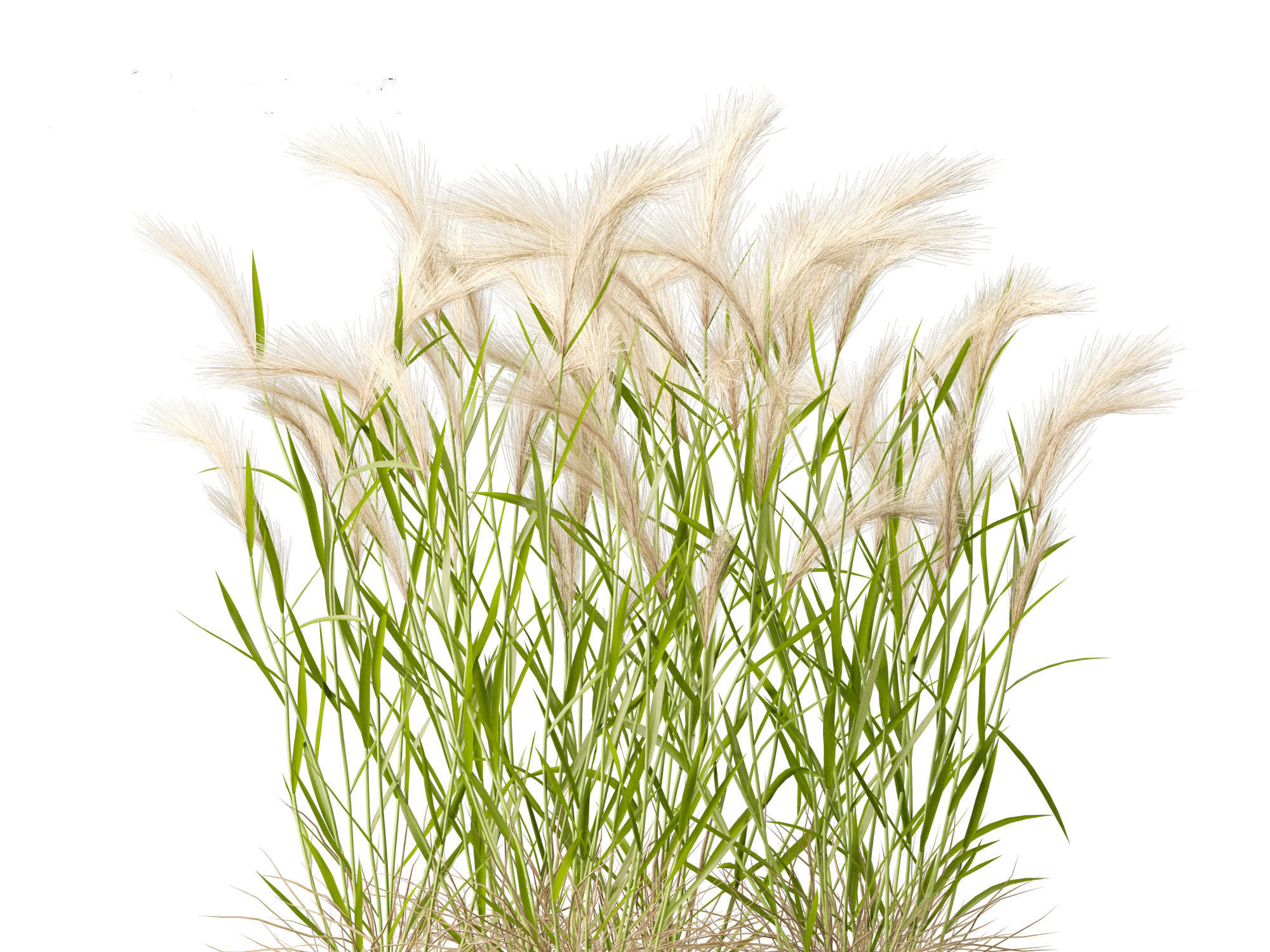 Hordeum jubatum - Foxtail Barley 3D model | CGTrader