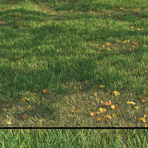 SHORT GRASS11 WITH LEAF 3D model | CGTrader